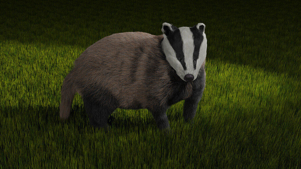 Furry Animal - Badger - Show - GameDev.tv